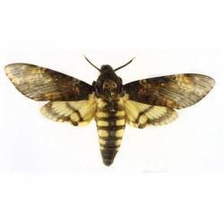 Acherontia atropos | Agrológica