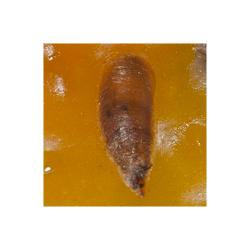 Lepidosaphes beckii | Agrológica