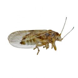 Cacopsylla pyri, Psylla pyri | Agrológica