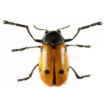 Clytra sexpunctata | Agrológica