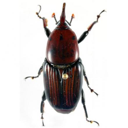 Rhynchophorus ferrugineus | picudo rojo, curculiónido ferruginoso