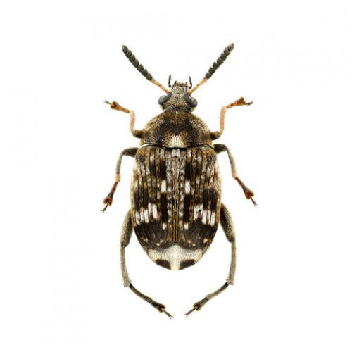 Bruchus spp.; B. pisorum, B. signaticornis, Callosobruchus sp. | Agrológica