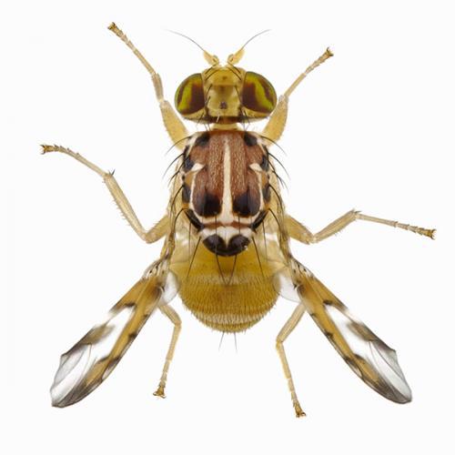 Ceratitis capitata | Agrológica