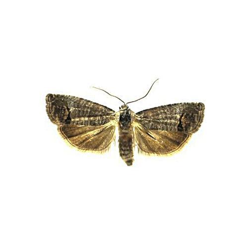 Cydia pomonella | Agrológica