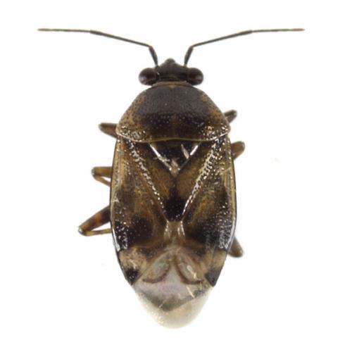Deraeocoris spp. | Agrológica
