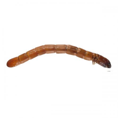 Agriotes spp.; A. lineatus y A. sputator, Elater sp., Lacon murinus ...