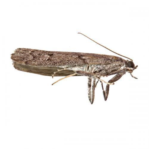 Ephestia kuehniella | Agrológica