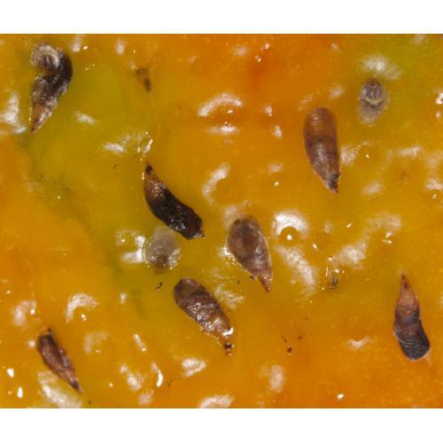 Lepidosaphes beckii | Agrológica