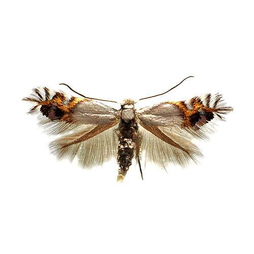 Leucoptera malifoliella | Agrológica
