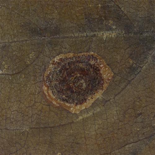 Leucoptera malifoliella | Agrológica