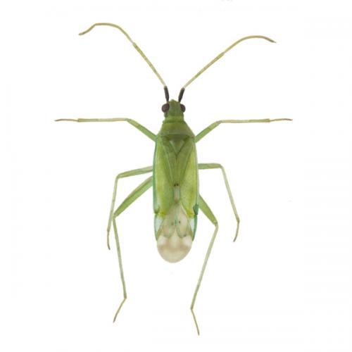 Macrolophus pygmaeus, M. caliginosus | Agrológica