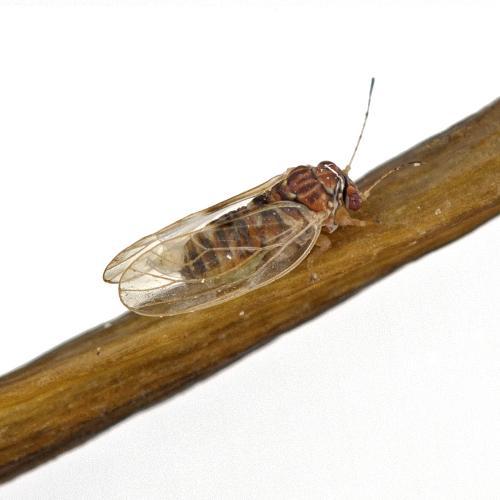 Cacopsylla pyri, Psylla pyri | Agrológica