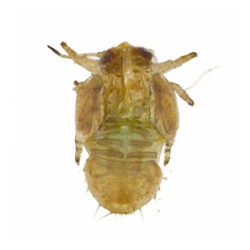 Cacopsylla pyri, Psylla pyri | Agrológica