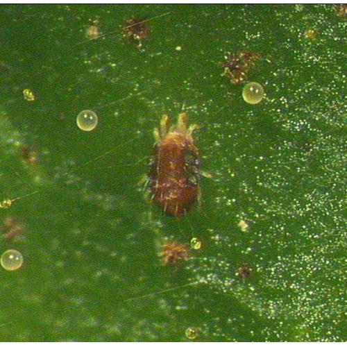 Tetranychus urticae | Agrológica