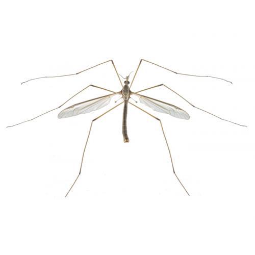 Tipula sp. | Agrológica