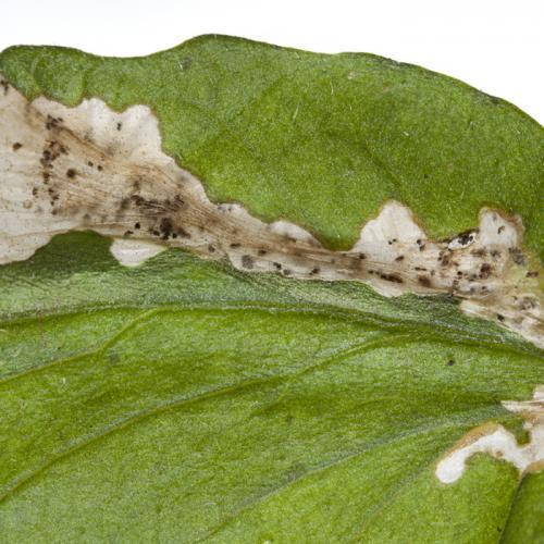 Tuta absoluta | Agrológica