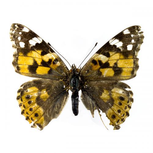 Vanessa cardui | Agrológica